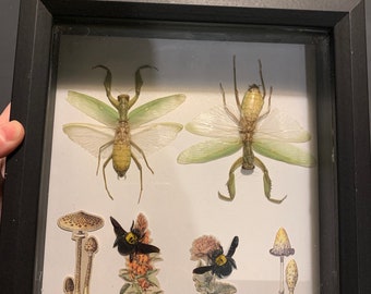 Pinned Mantis - Etsy