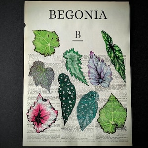 Limited Edition Alphabet Page-b - Etsy