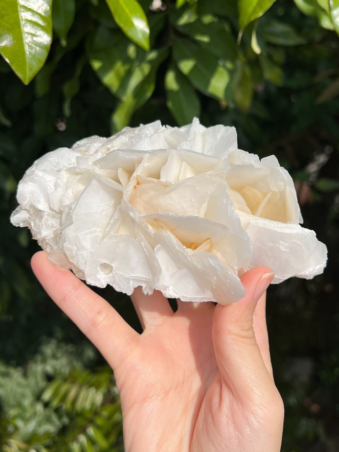 Beautiful White Rose Calcite Specimen From Fujian, China, White Bladed ...