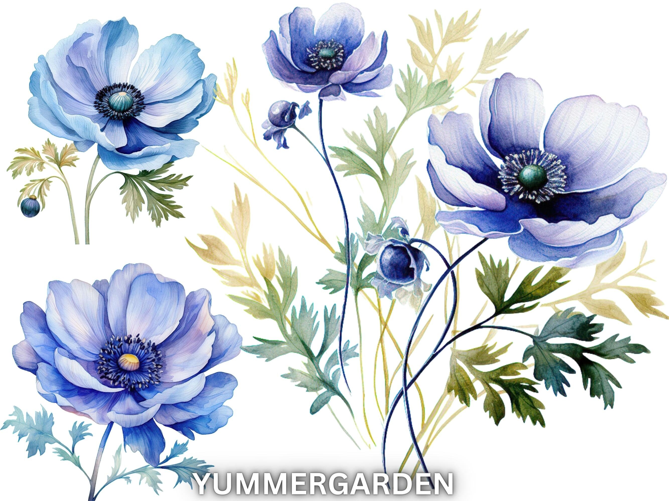 30 Watercolor Anemone Flower Clip Art Bundle, Floral Png Stickers ...