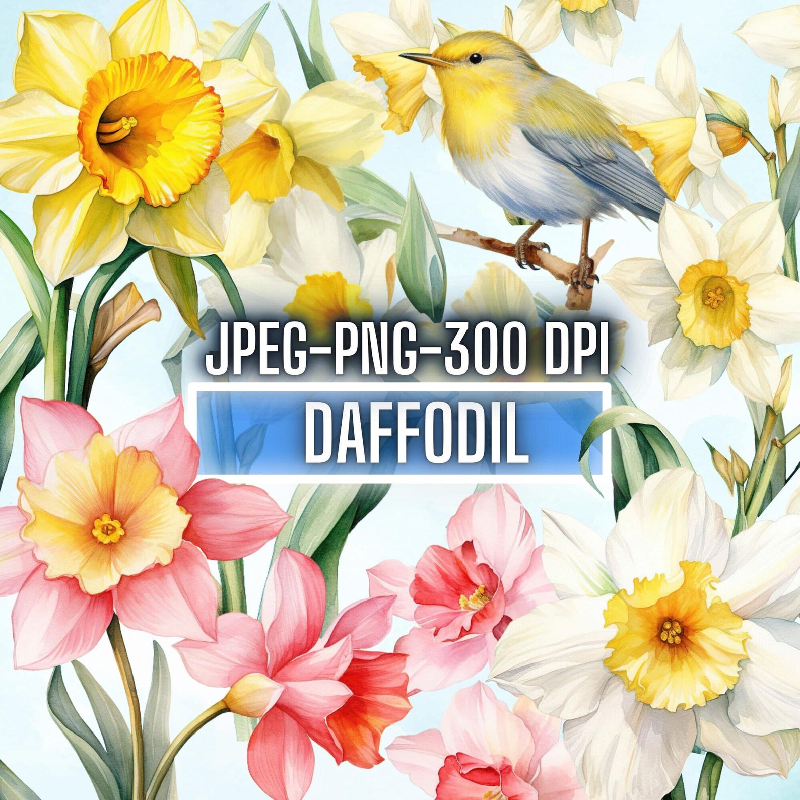 34 Watercolor Daffodil Flowers Clip Art Bundle, Pink Yellow Watercolor ...