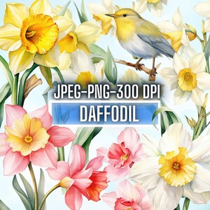 34 Watercolor Daffodil Flowers Clip Art Bundle, Pink Yellow Watercolor ...