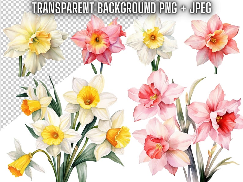 34 Watercolor Daffodil Flowers Clip Art Bundle, Pink Yellow Watercolor ...
