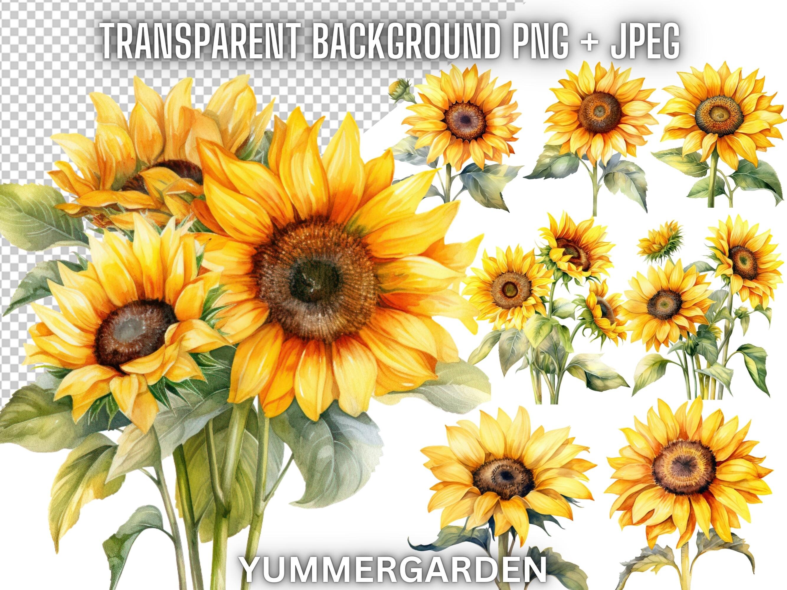 36 Sunflower Watercolor Flower Clip Art Bundle Summer Vibe - Etsy