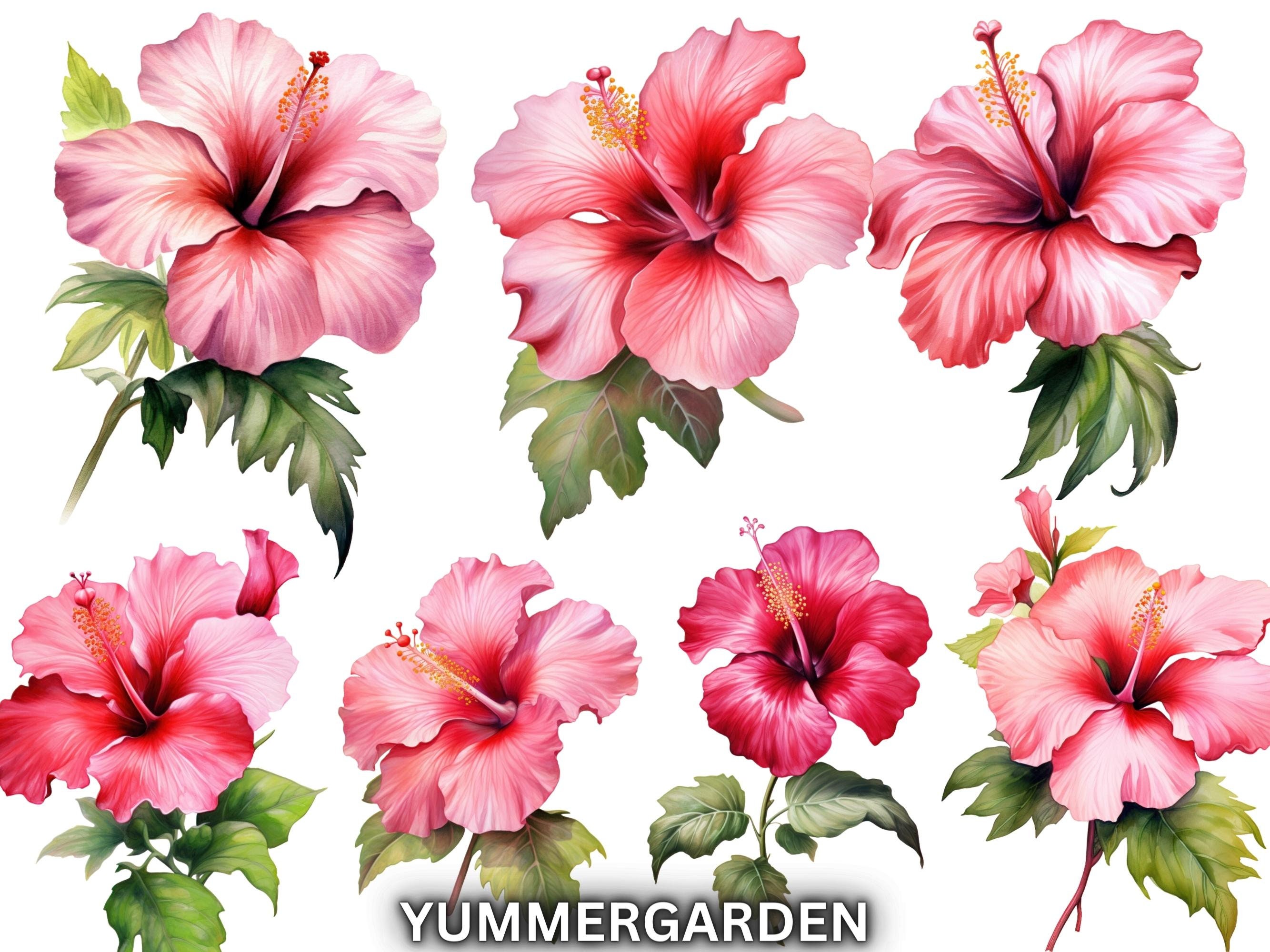 44 Watercolor Hibiscus Flower Clip Art Bundle, Hawaii Floral Png ...