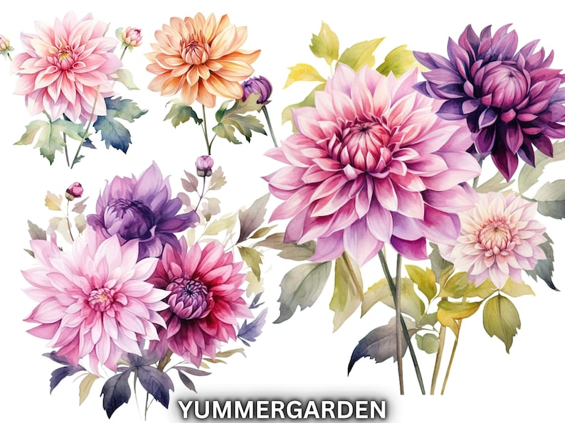 30 Watercolor Dahlia Flower Clip Art Bundle,pastel Pink Blue Yellow Png ...