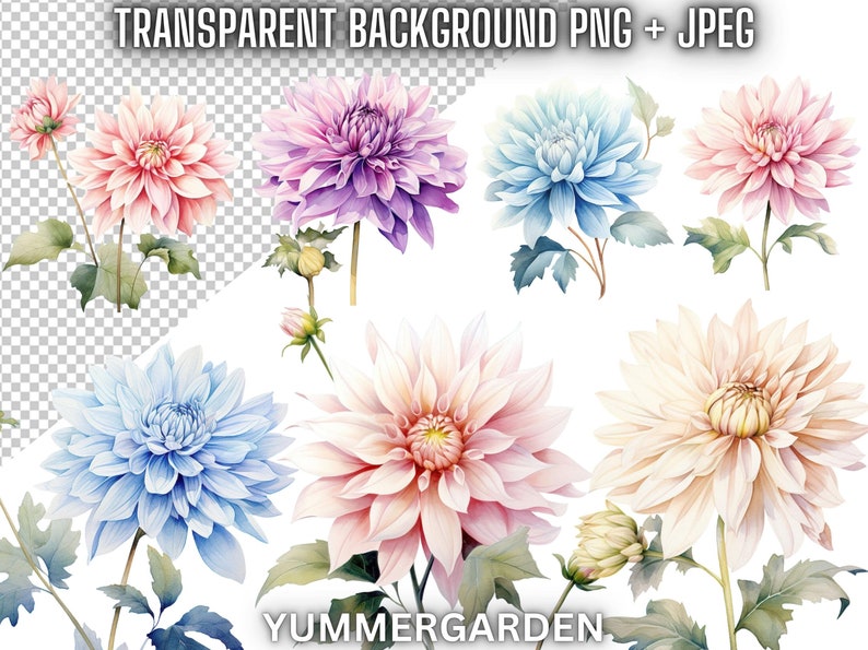 30 Watercolor Dahlia Flower Clip Art Bundle,pastel Pink Blue Yellow Png ...