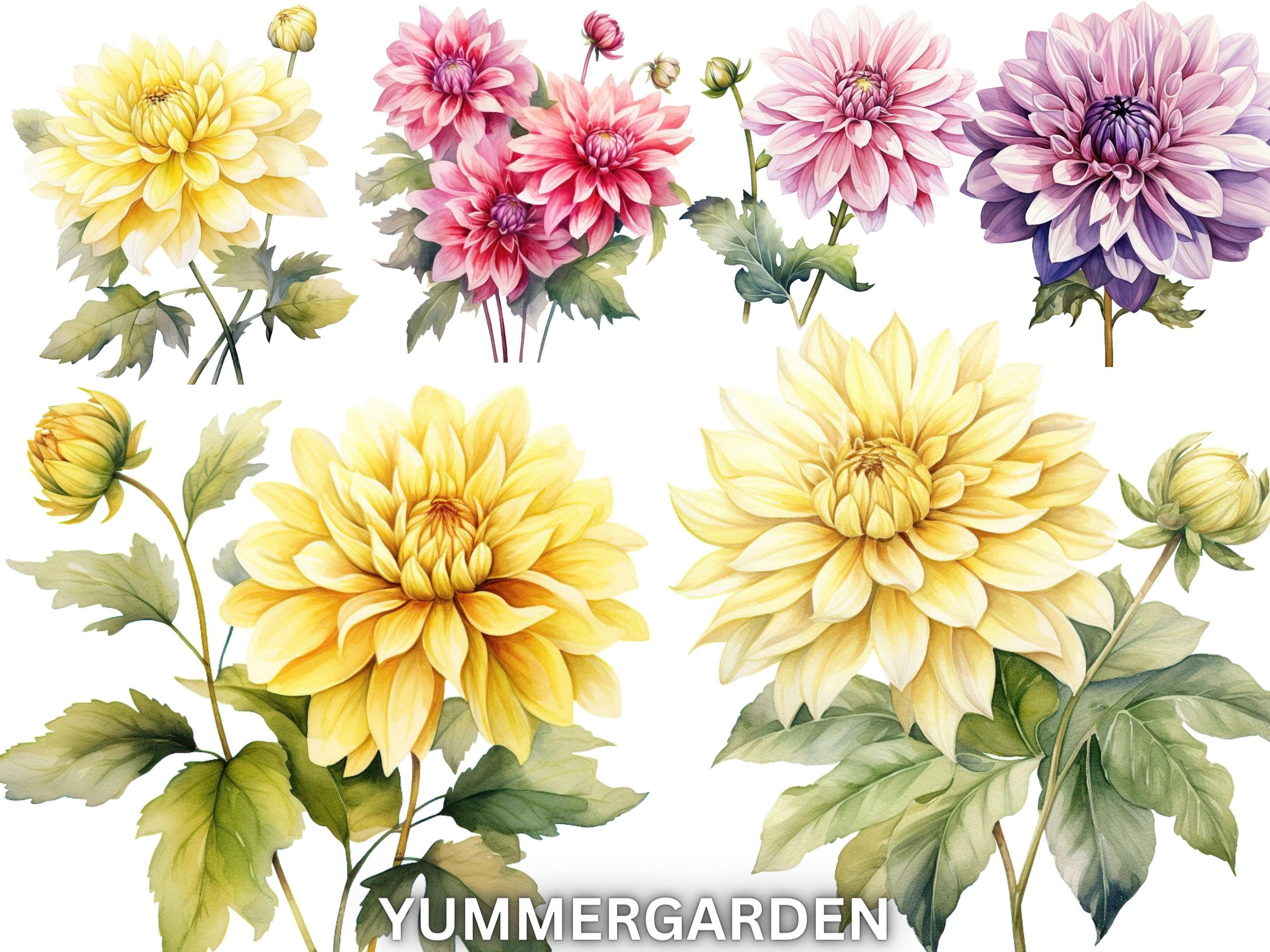30 Watercolor Dahlia Flower Clip Art Bundle,pastel Pink Blue Yellow Png ...