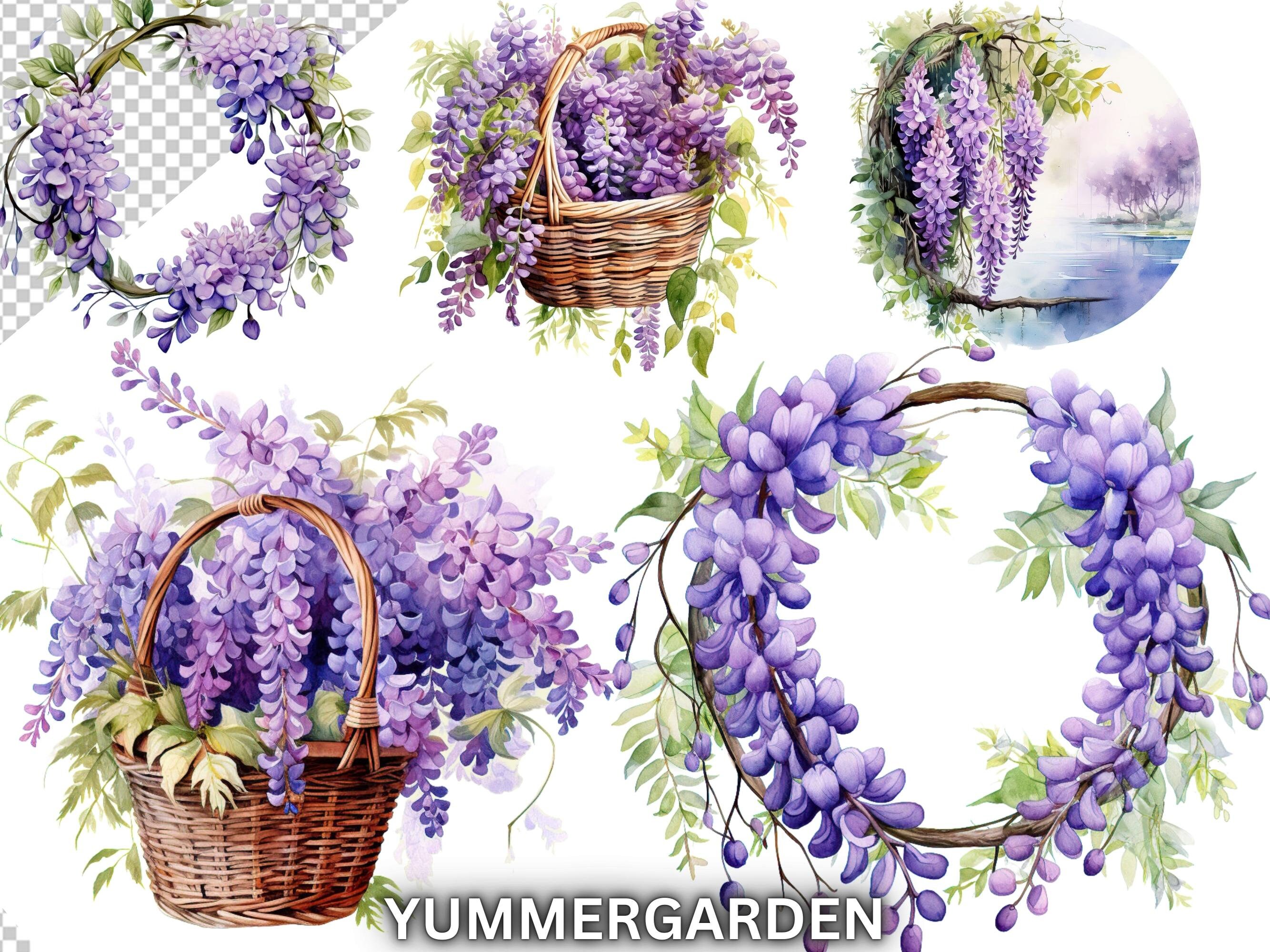 32 Watercolor Wisteria Purple Flower Clip Art Bundle,violet Flowers Png ...