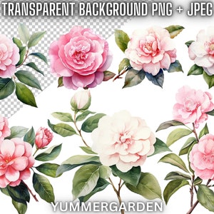 34 Watercolor Camellia Flower Clip Art Bundle, Pink Camelia Flowers Png ...