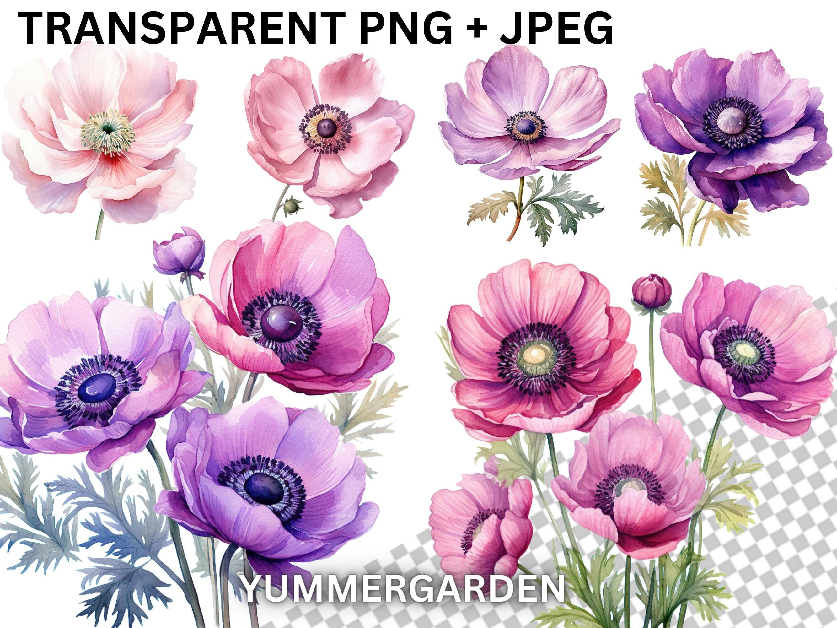 30 Watercolor Anemone Flower Clip Art Bundle, Floral Png Stickers ...