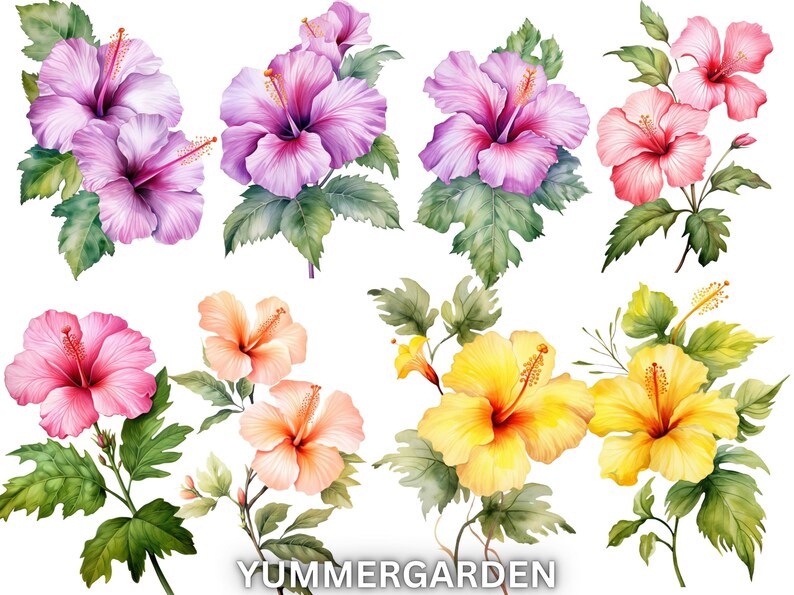 44 Watercolor Hibiscus Flower Clip Art Bundle, Hawaii Floral Png ...