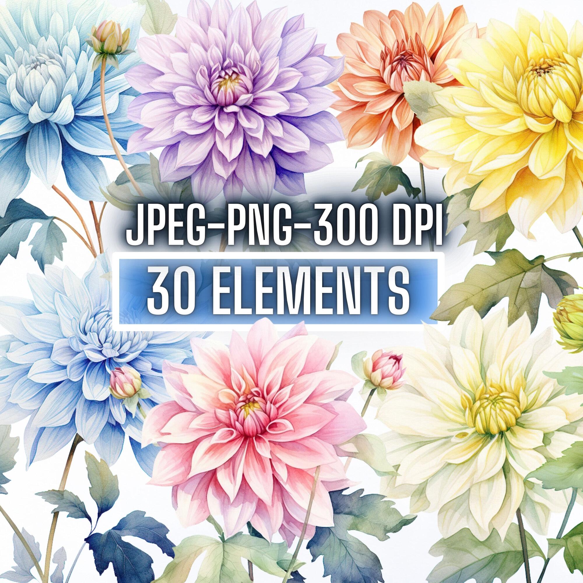 30 Watercolor Dahlia Flower Clip Art Bundle,pastel Pink Blue Yellow Png ...