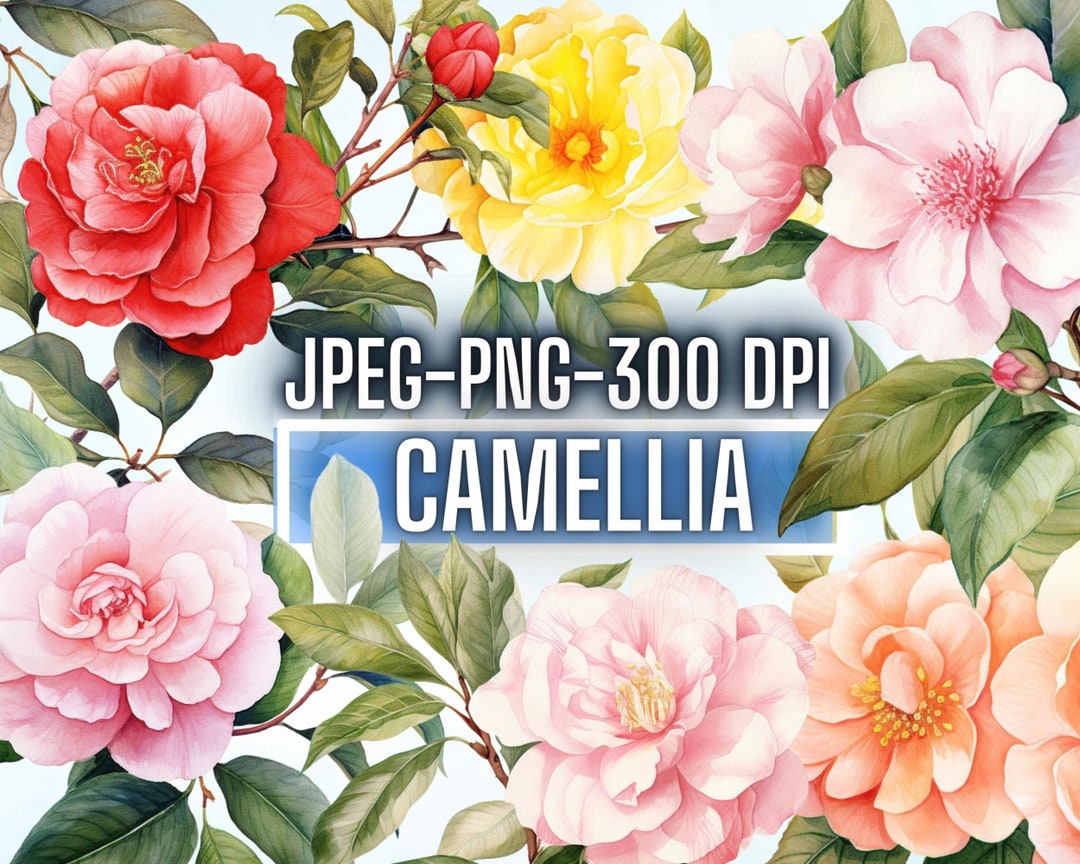 34 Watercolor Camellia Flower Clip Art Bundle Pink Camelia - Etsy