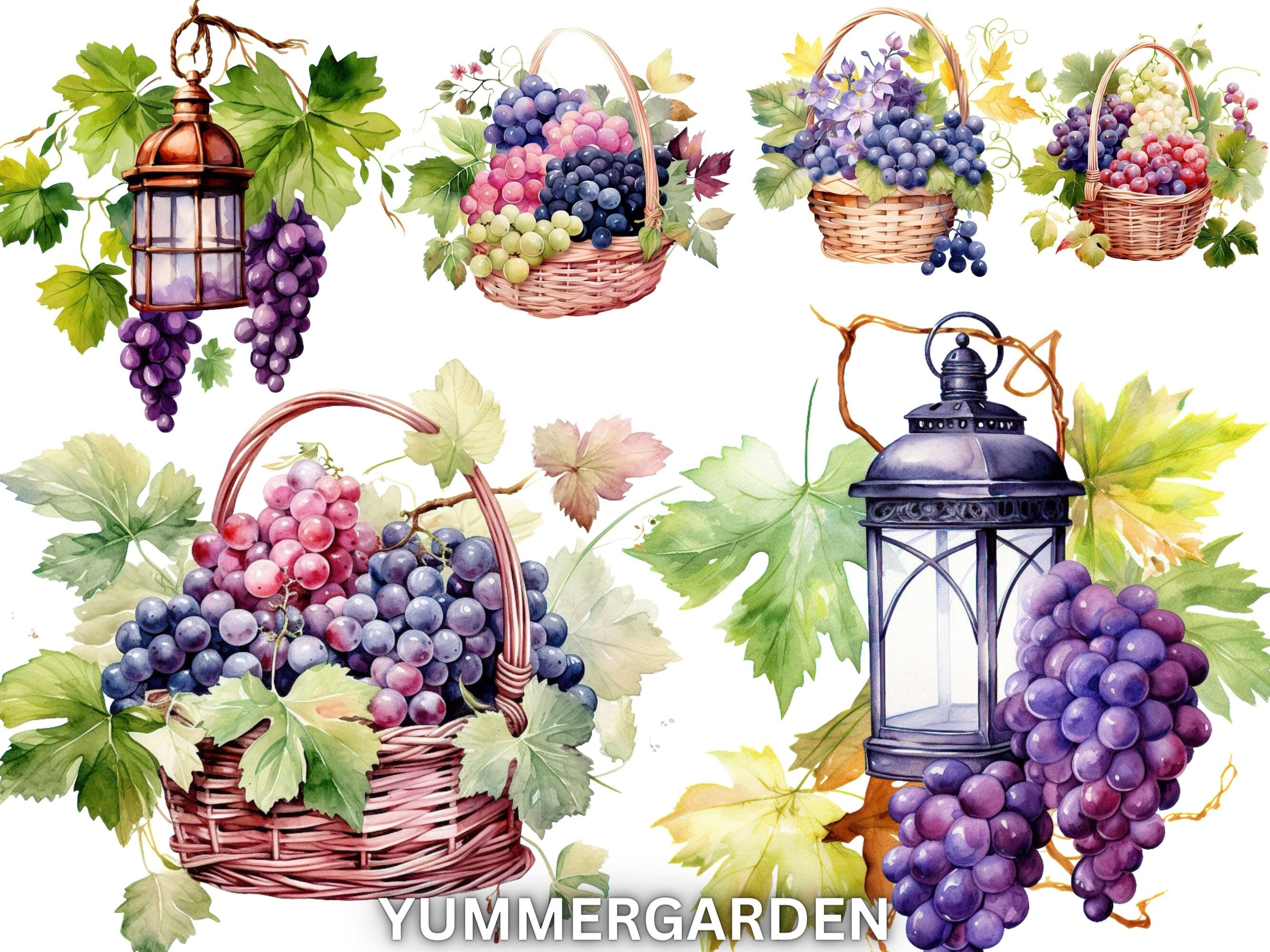 35 Watercolor Grape and Fruits Clip Art Bundlegrape Wine - Etsy