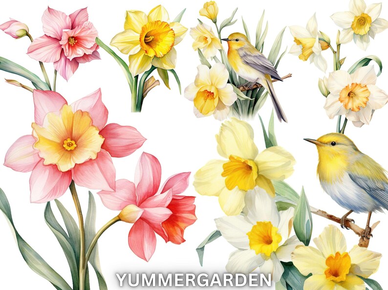34 Watercolor Daffodil Flowers Clip Art Bundle, Pink Yellow Watercolor ...