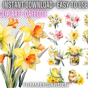 34 Watercolor Daffodil Flowers Clip Art Bundle, Pink Yellow Watercolor ...