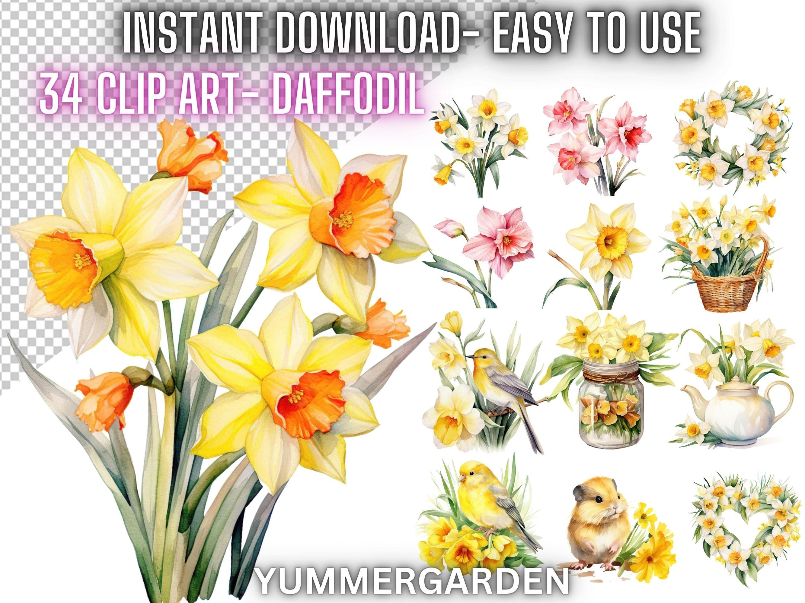 34 Watercolor Daffodil Flowers Clip Art Bundle, Pink Yellow Watercolor ...