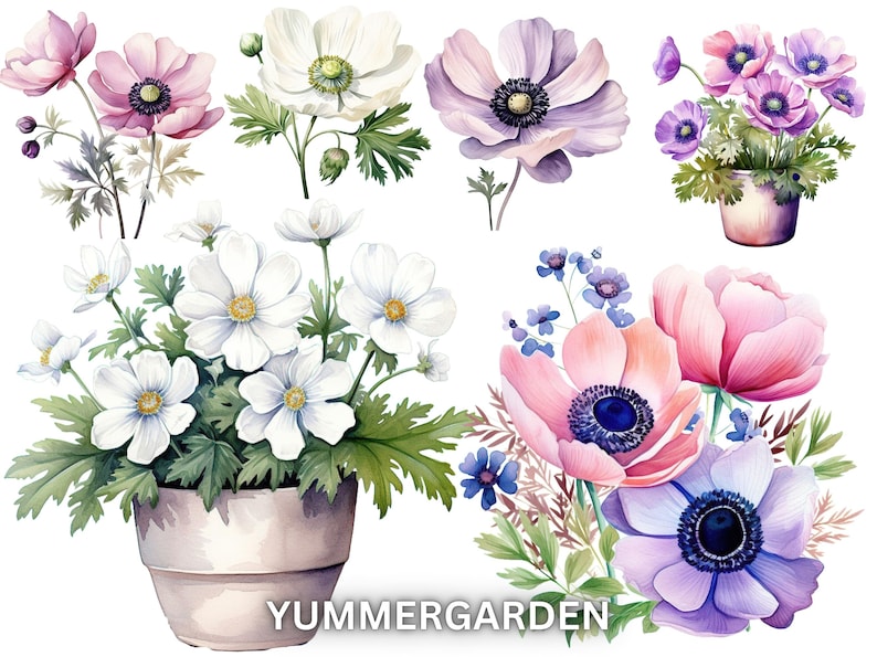 30 Watercolor Anemone Flower Clip Art Bundle, Floral Png Stickers ...