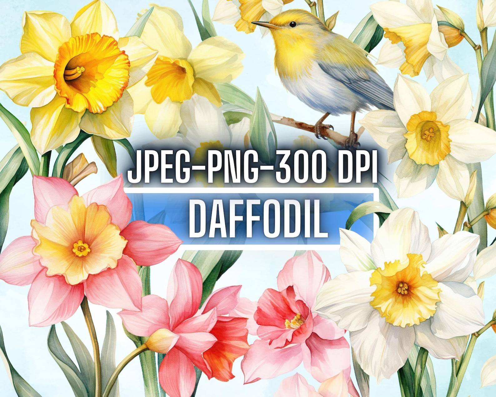 34 Watercolor Daffodil Flowers Clip Art Bundle, Pink Yellow Watercolor ...
