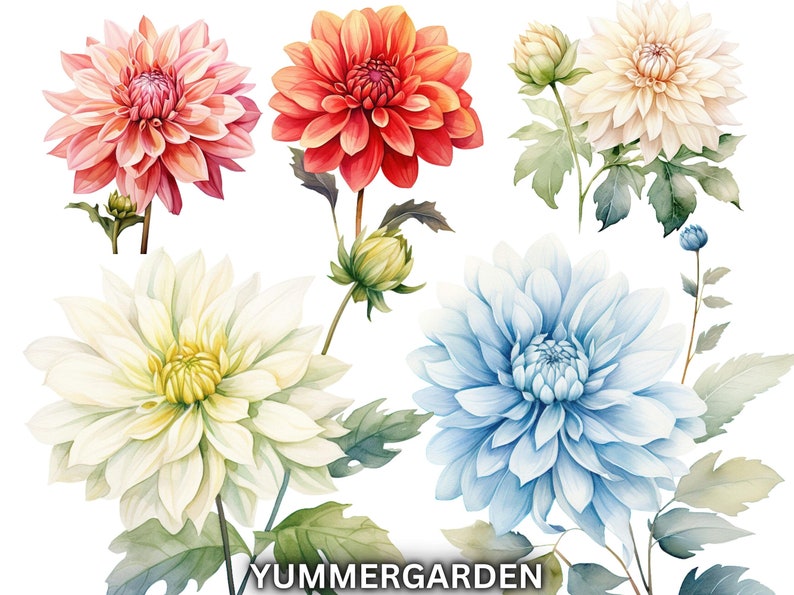 30 Watercolor Dahlia Flower Clip Art Bundle,pastel Pink Blue Yellow Png ...