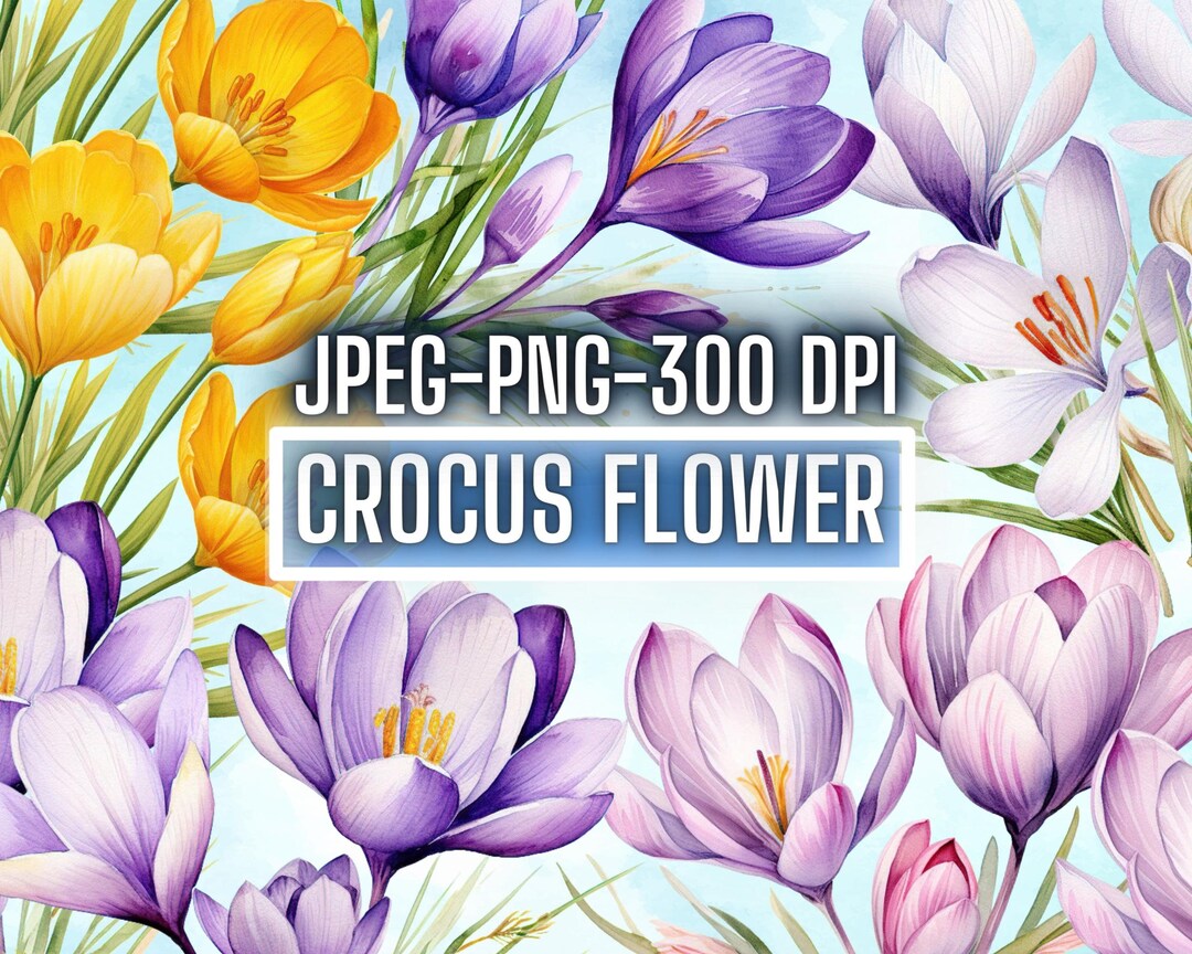 30 Watercolor Crocus Flower Clip Art Bundle,crocus Png Printable ...