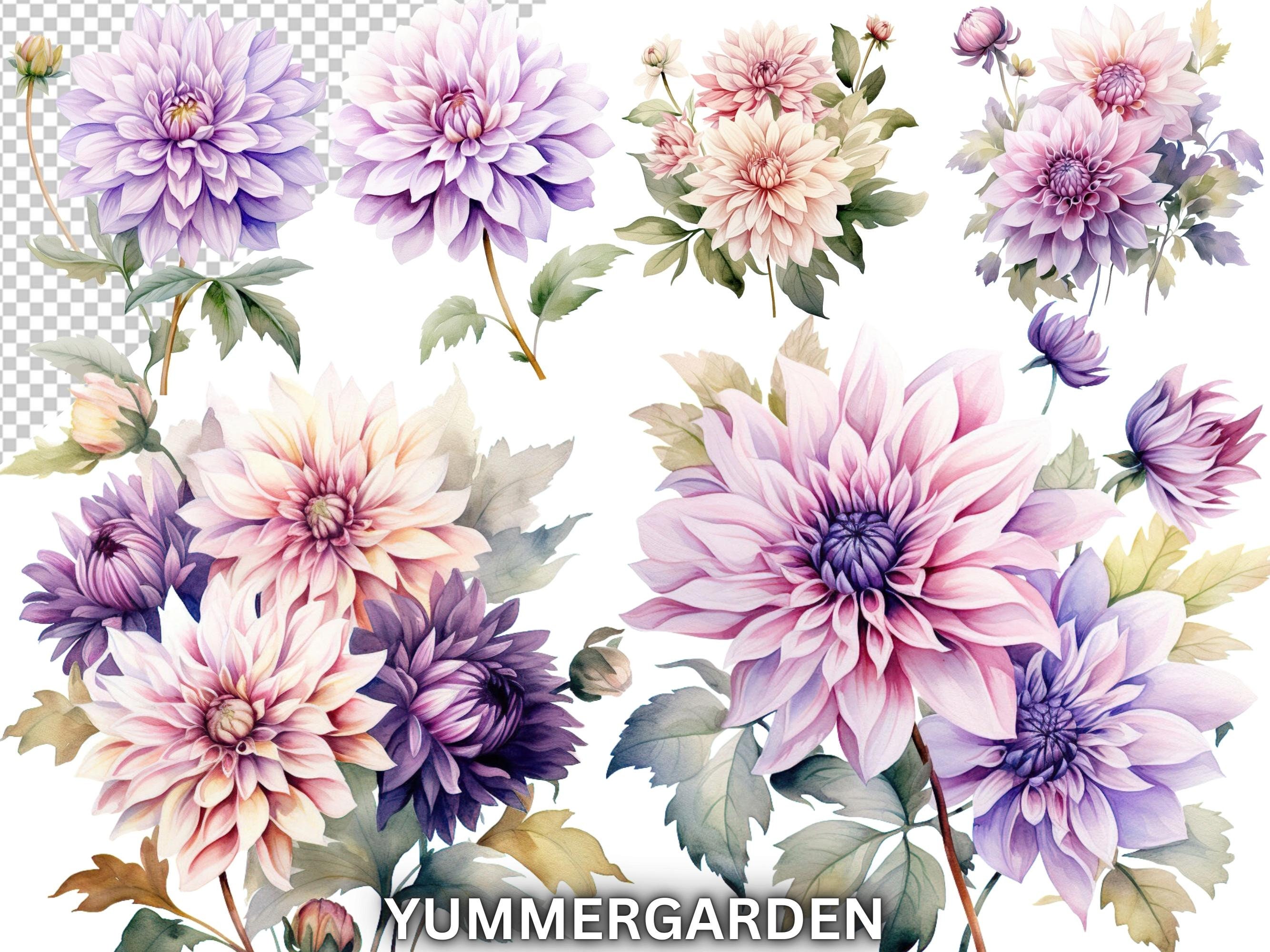 30 Watercolor Dahlia Flower Clip Art Bundle,pastel Pink Blue Yellow Png ...