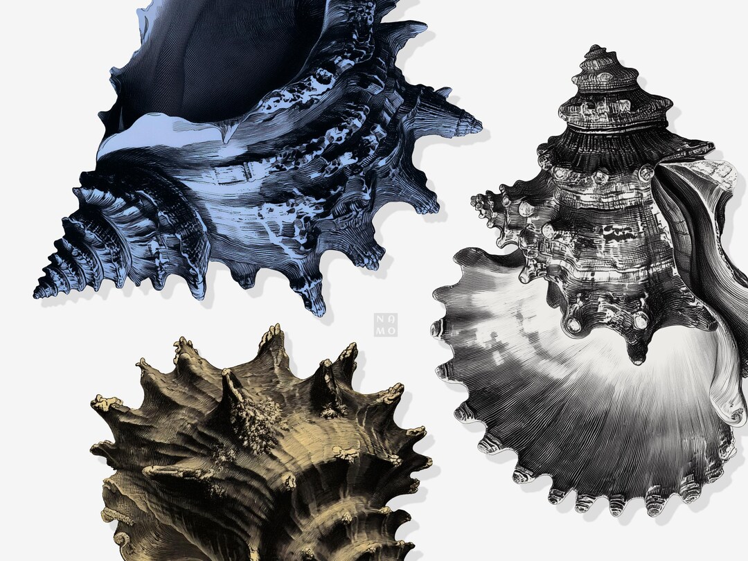 Vintage Seashell Clipart – 18 PNG Files, Transparent Background, High ...