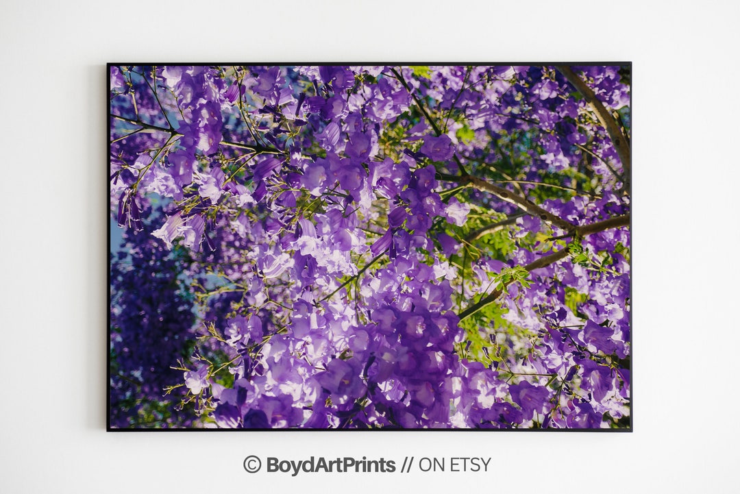 Jacaranda Tree Wall Art Poster Printable, Grafton Australia, Beautiful ...