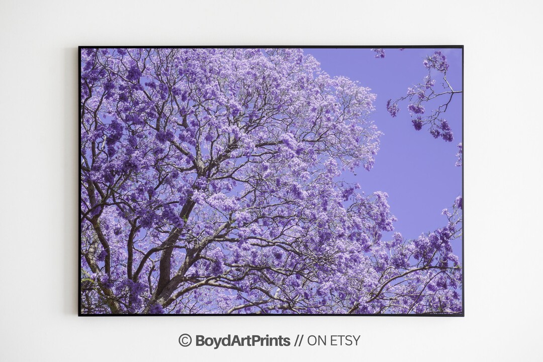 Jacaranda Tree in Bloom Wall Art Poster Printable, Grafton Australia ...