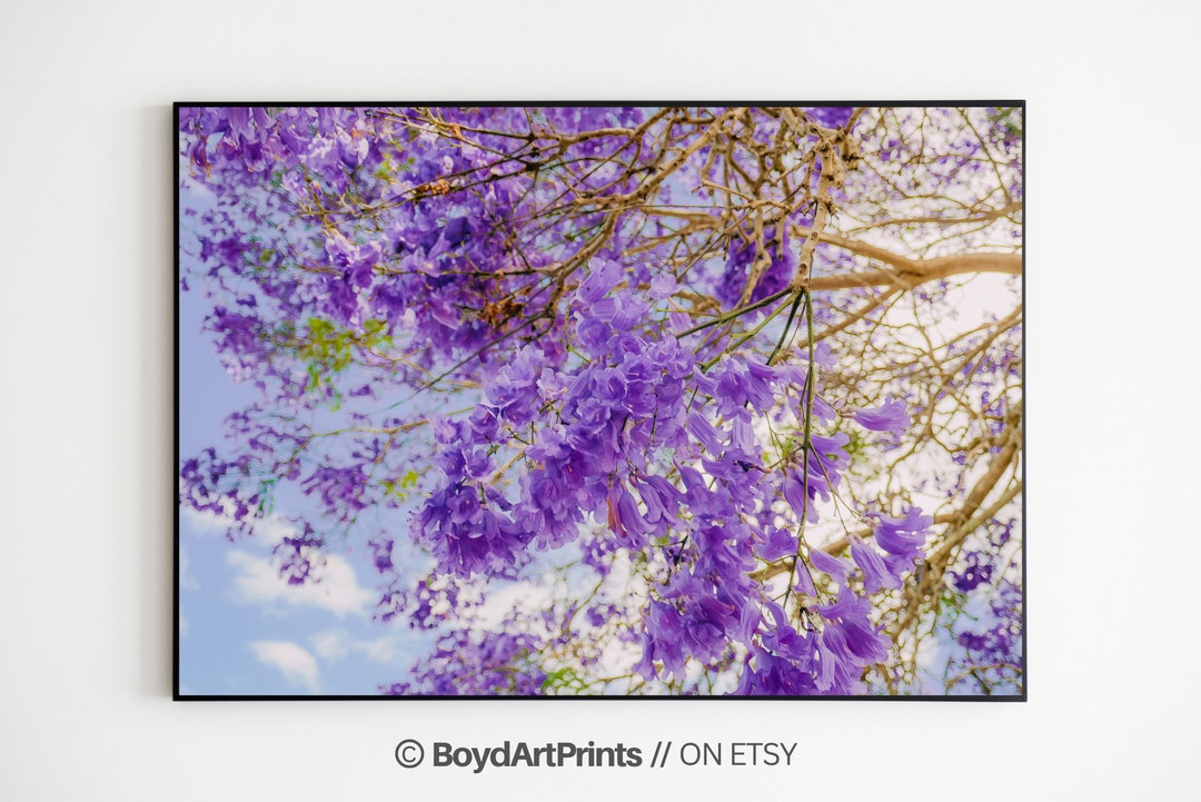 Purple Jacarandas Season Wall Art Poster Printable, Grafton Australia ...