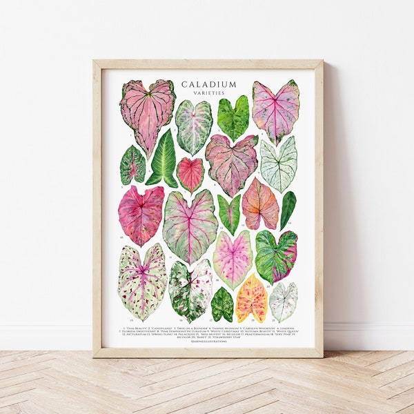 Caladium - Etsy
