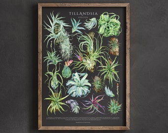 Tillandsia Species Print Air Plant Varieties ID Chart Featuring 24 ...