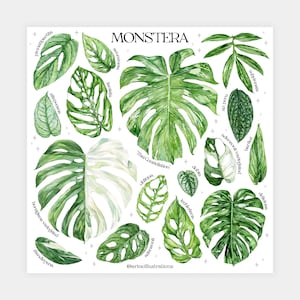 Monstera Genus Poster, Original Design Fine Art Print, House Plants ...