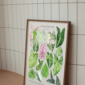 Syngonium Genus Poster House Plants, Houseplant Lover Wall Decor ...