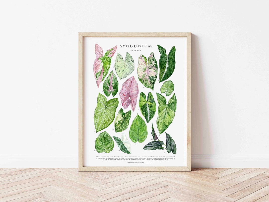 Syngonium Genus Poster House Plants, Houseplant Lover Wall Decor ...