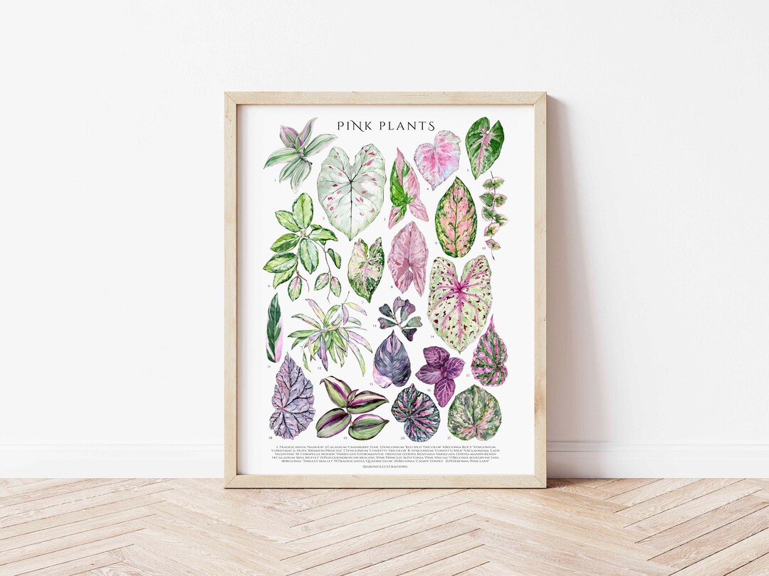 Pink Plants Poster House Plants, Houseplant Lover Wall Decor, Botanical ...