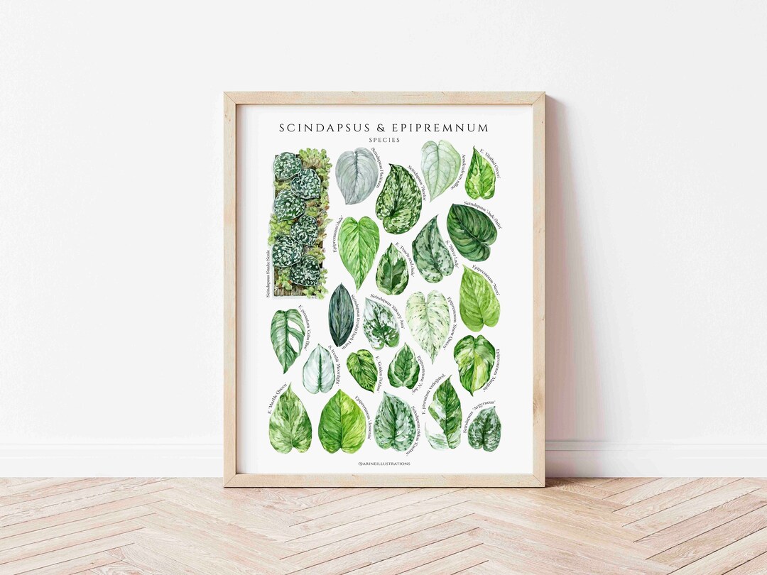 Epipemnum and Scindapsus Genus Giclee Fine Art Poster, House Plants ...