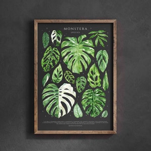 Monstera Genus Poster, Original Design Fine Art Print, House Plants ...