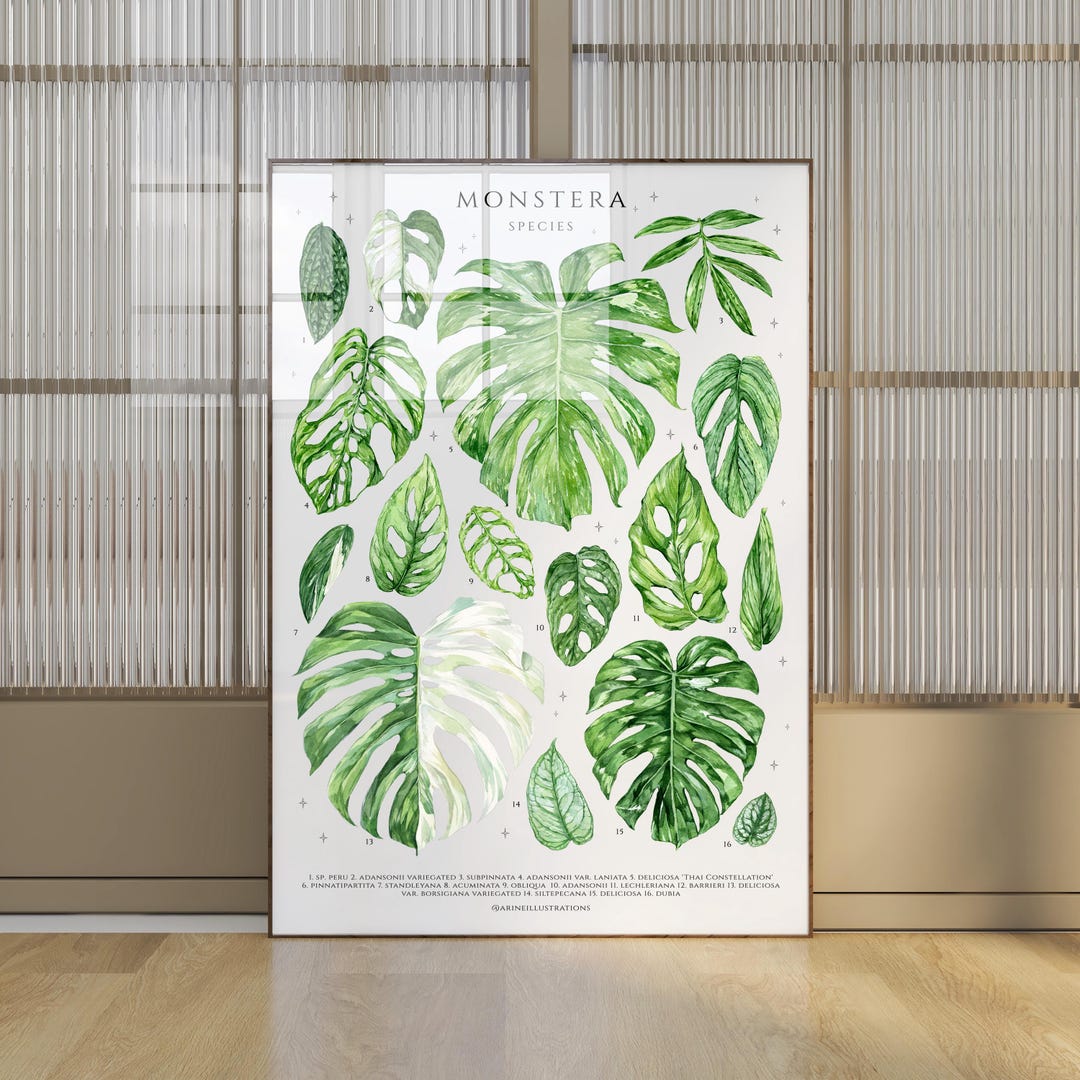 Monstera Genus Poster DIGITAL DOWNLOAD, Original Botanical Watercolor ...