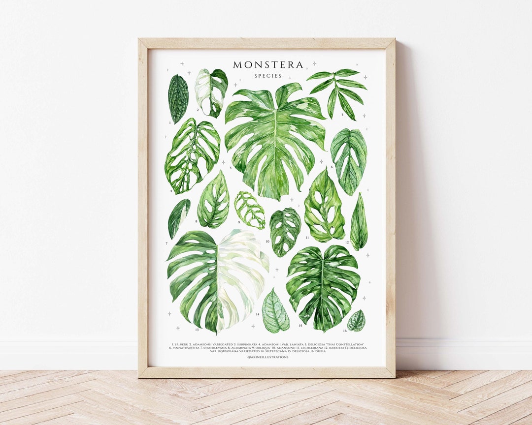 Monstera Genus Giclee Poster, Original Design Fine Art Print, House ...