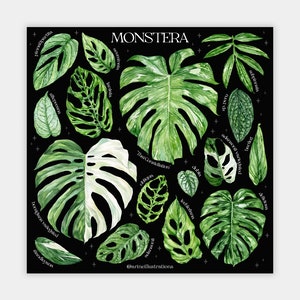 Monstera Genus Poster, Original Design Fine Art Print, House Plants ...