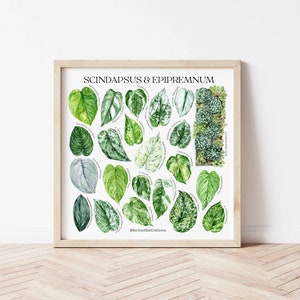 Epipemnum and Scindapsus Genus Giclee Fine Art Poster, House Plants ...