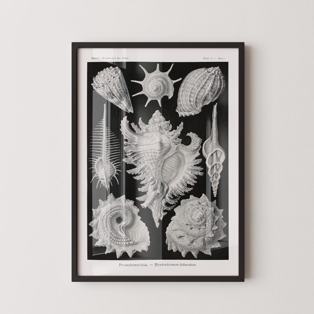 Ernst Haeckel - Shells | Famous Marine Life Sketch Art in Black and ...