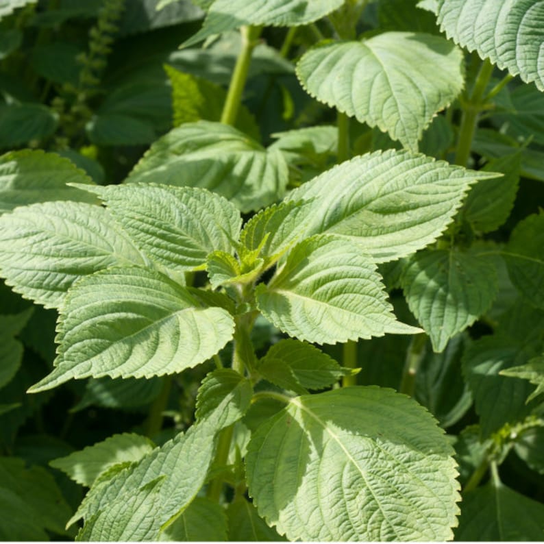 깻잎 씨앗 Korean Perilla Seeds 150 - Etsy Australia