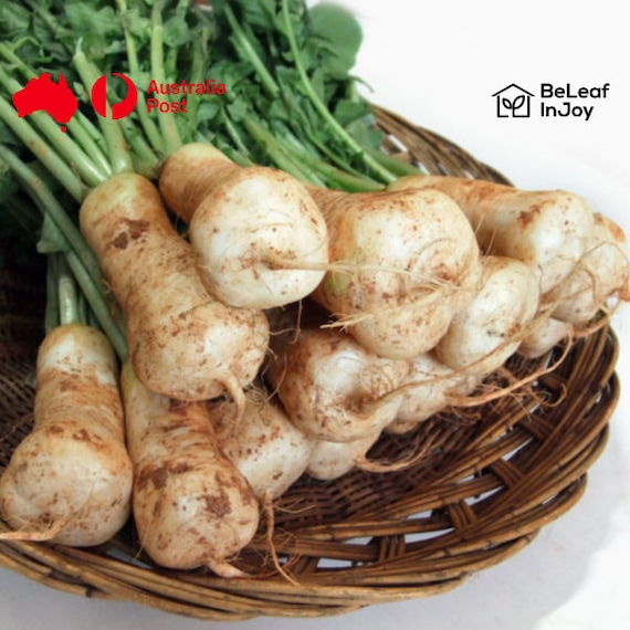 알타리 씨앗 Korean Altari Radish Seeds 50 - Etsy Australia