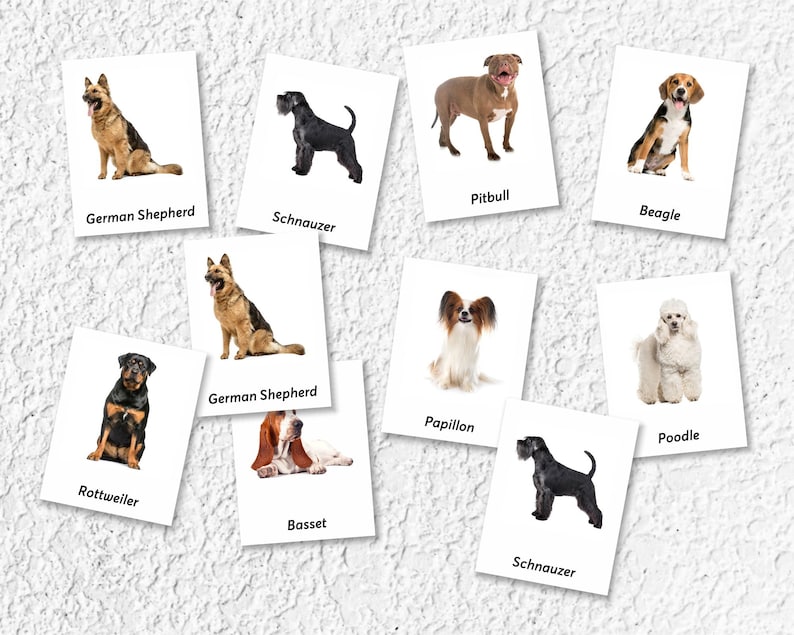 19 DOGS BREED Montessori Flashcards, Dogs Flash Cards, PDF Printable ...