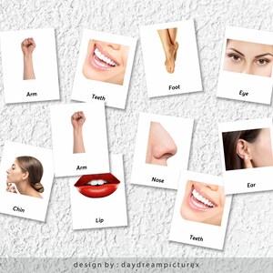 22 BODY PARTS Montessori Flashcards, Body Parts Flash Cards, PDF ...