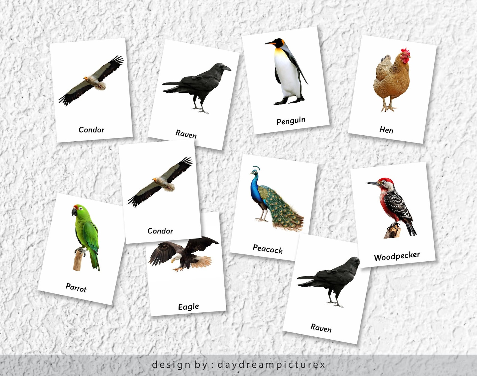 30 BIRDS Montessori Flashcards, BIRDS Flash Cards, PDF Printable ...