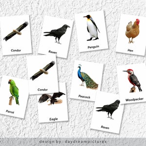 30 BIRDS Montessori Flashcards, BIRDS Flash Cards, PDF Printable ...